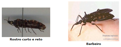 Barbeiro – o rostro surge da parte anterior da cabeça, é reto, curto e ...